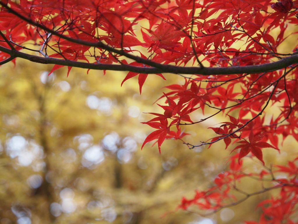 Free Printable Fall Leaf Templates – Maple Leaves Patterns & Oak Leaf ...